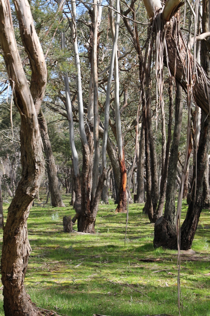 A quick tour of our bush habitat – Fifteen Acres