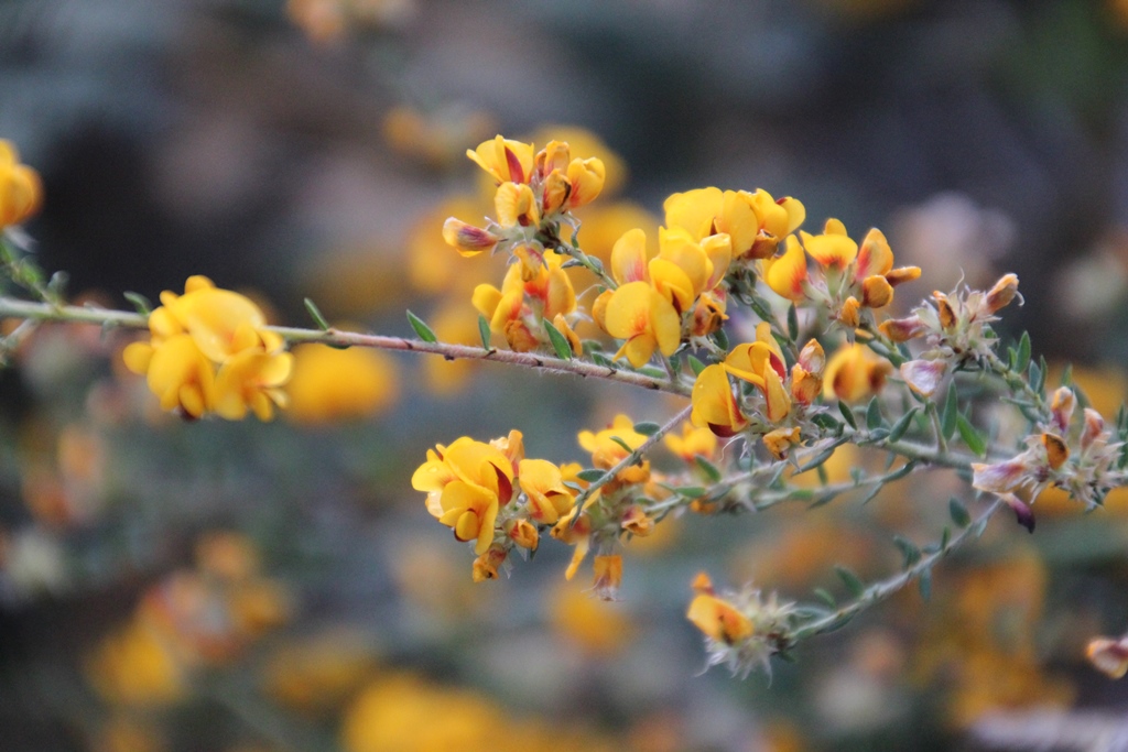 Other Low-Growing Native Plants – Fifteen Acres