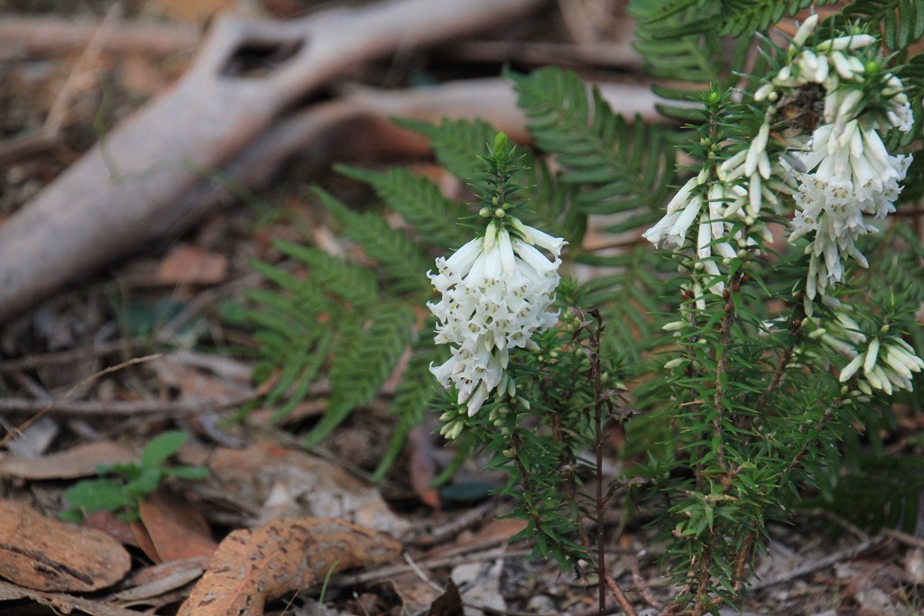 Common Heath (Epacris impressa) – Fifteen Acres