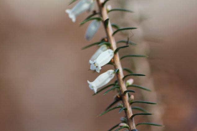 Common Heath (Epacris impressa) – Fifteen Acres
