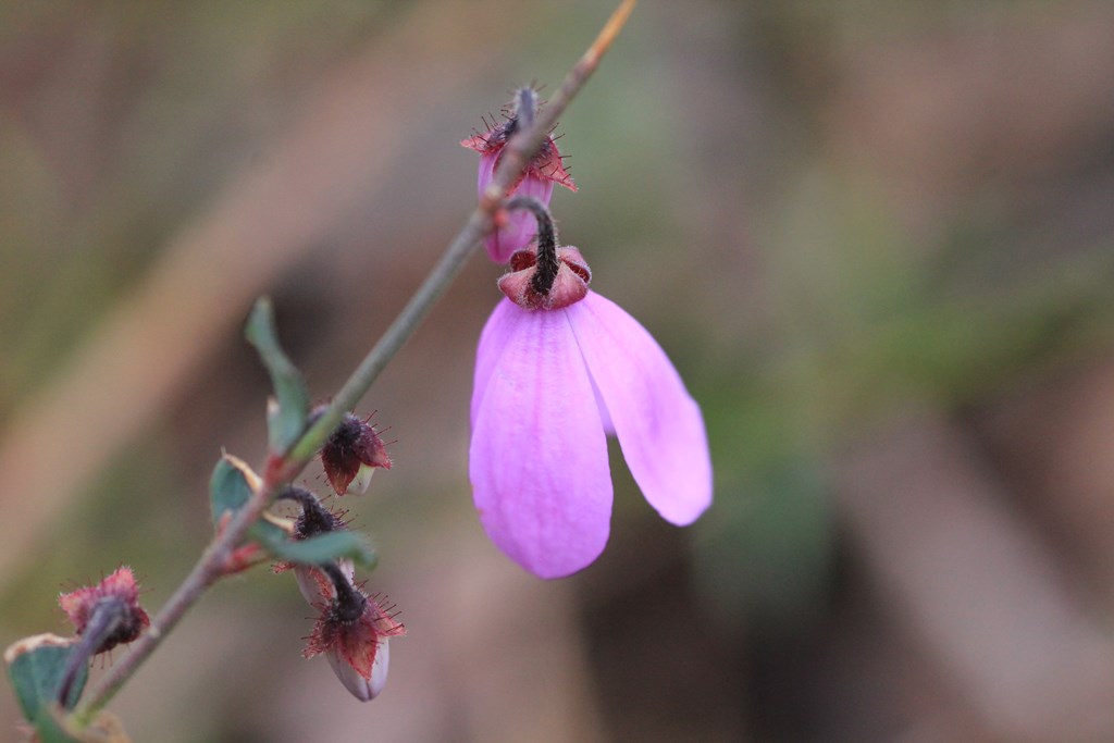 Pink-Bells (Tetratheca ciliata) – Fifteen Acres
