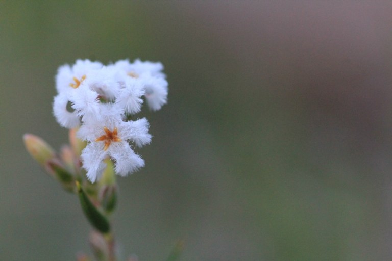 Common Beard-heath (Leucopogon virgatus) – Fifteen Acres