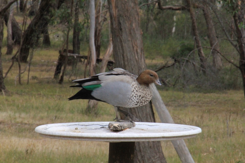 Eight Ducklings Are Flying Now (5 Photos) – Fifteen Acres