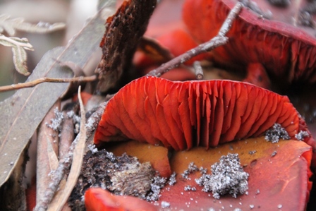 Red Fungi – Fifteen Acres