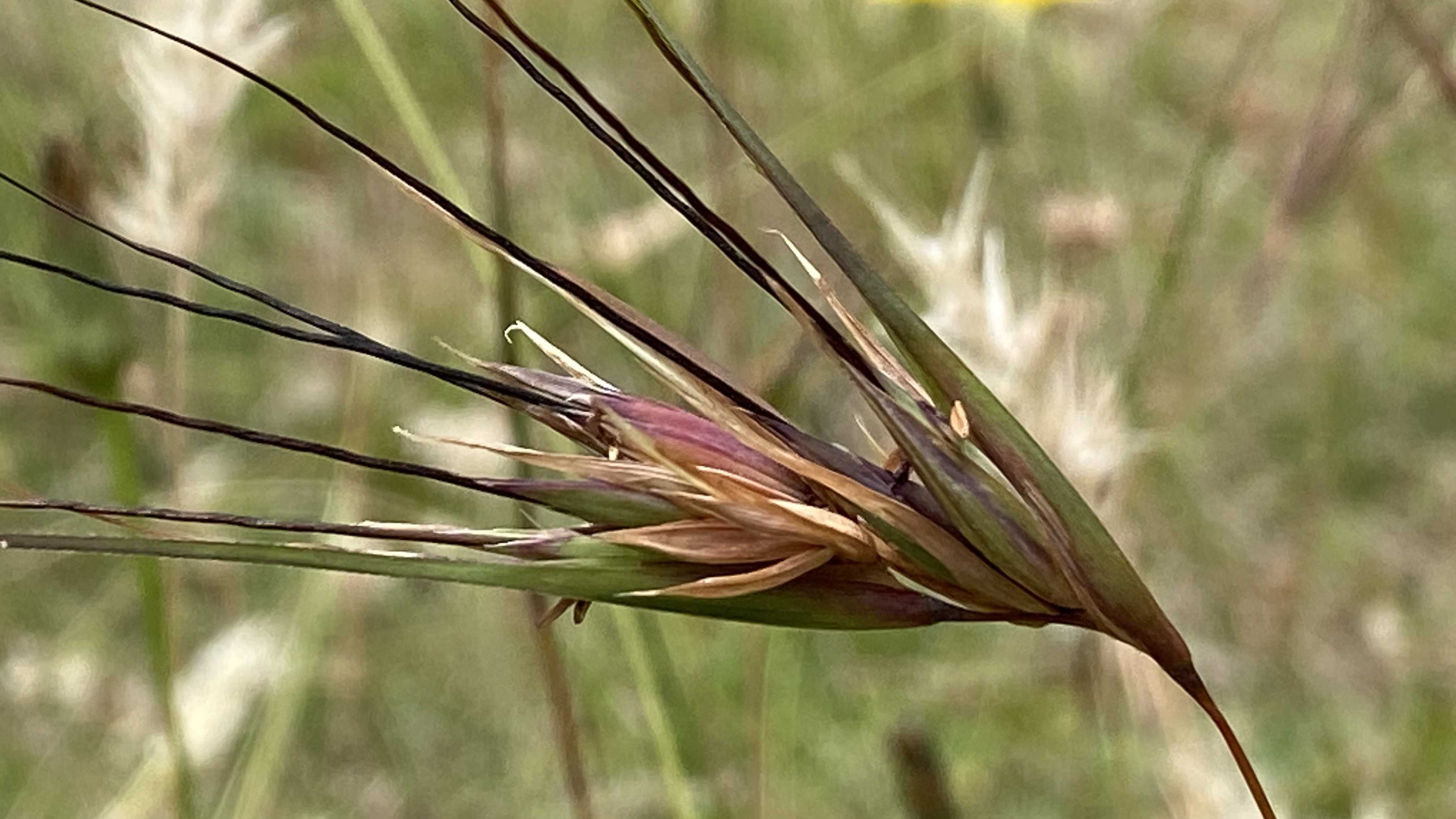 Kangaroo Grass (Themeda triandra) – Fifteen Acres