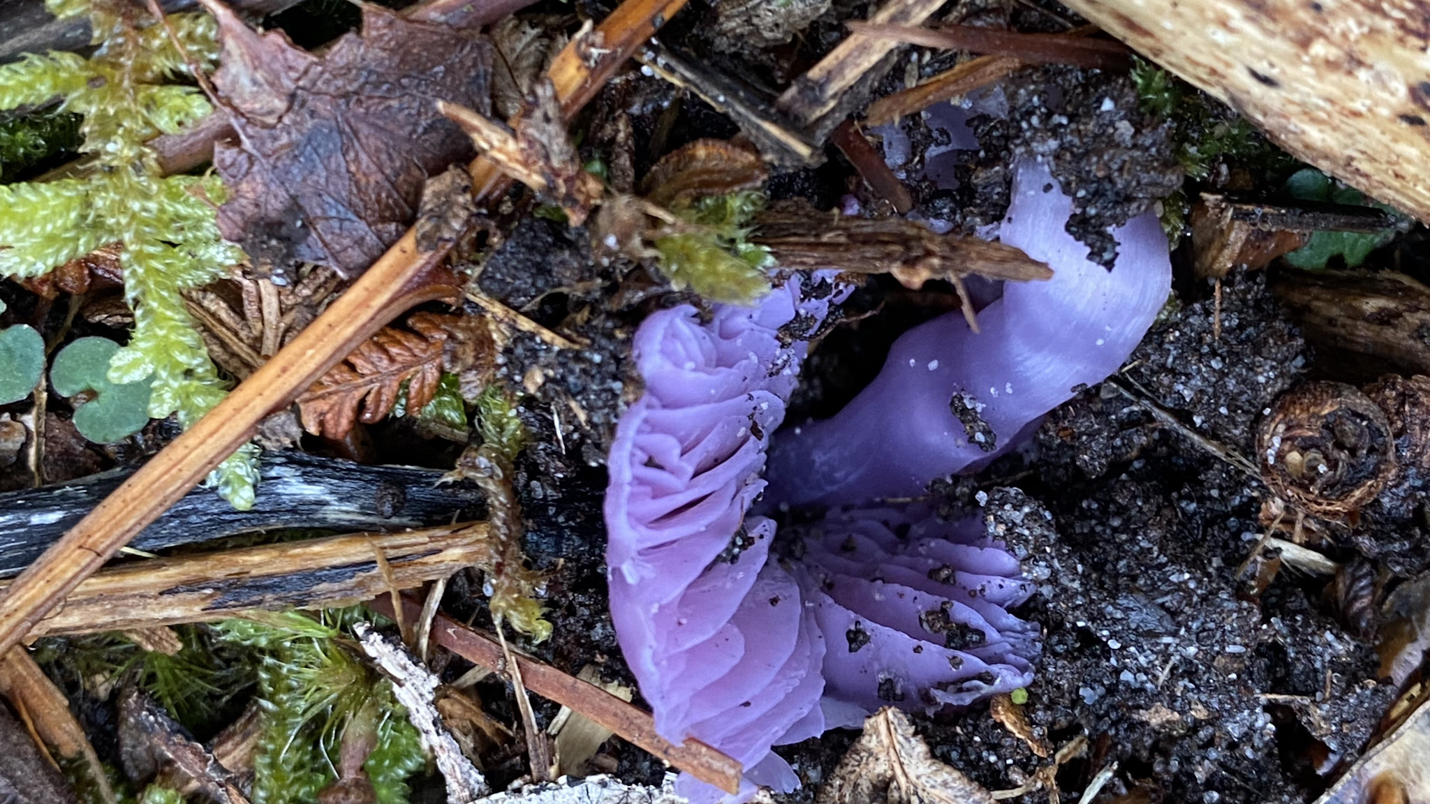 Mauve Splitting Waxcap (Porpolomopsis lewelliniae) – Fifteen Acres